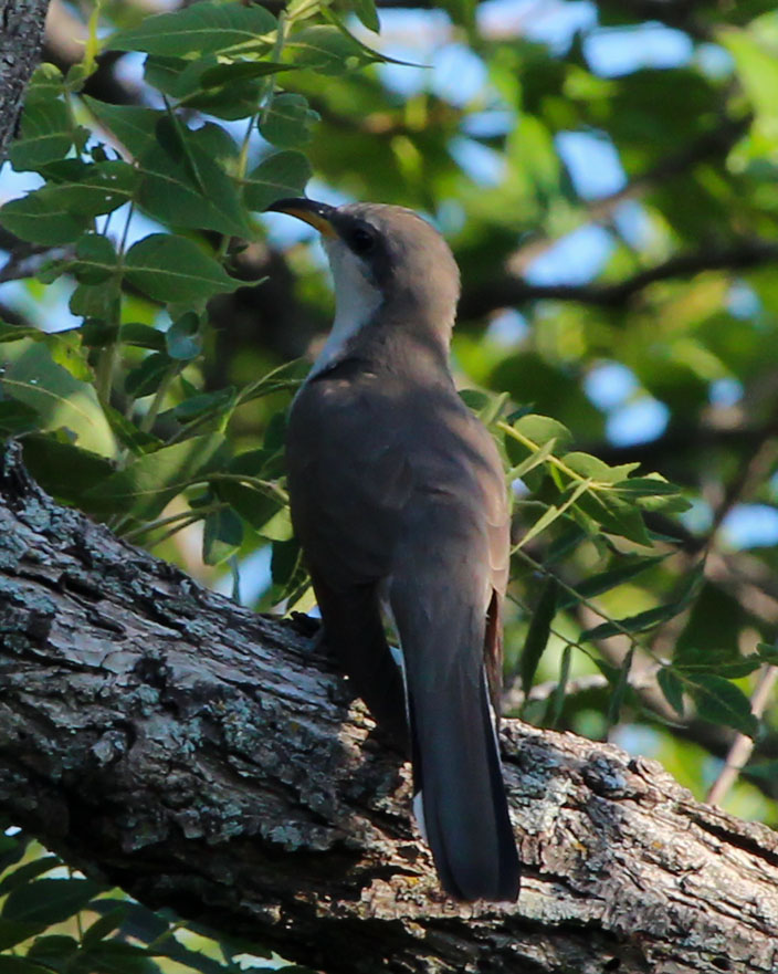 Okie BirdCam - Yellow-billed Cuckoo