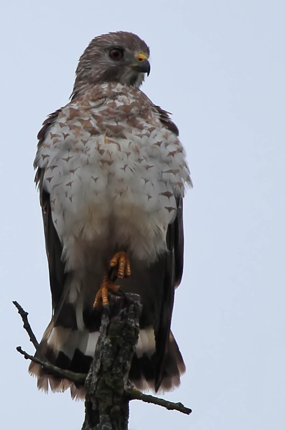 Okie BirdCam - Broad-winged Hawk
